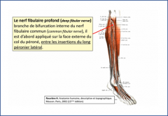 Jambe - Anatomie générale — PlaieXpertise - Base de connaissances