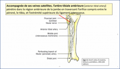 Jambe - Anatomie générale — PlaieXpertise - Base de connaissances