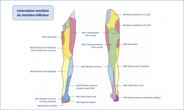 Dermatomes et sensibilité du membre inférieur — PlaieXpertise - Base de ...