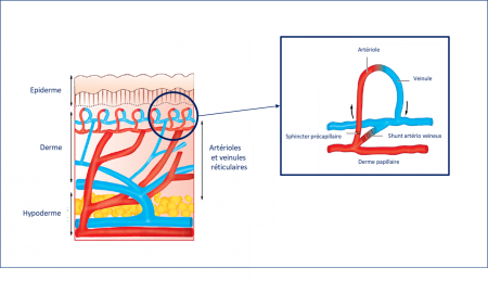 Vascularisation cutanée — PlaieXpertise - Base de connaissances