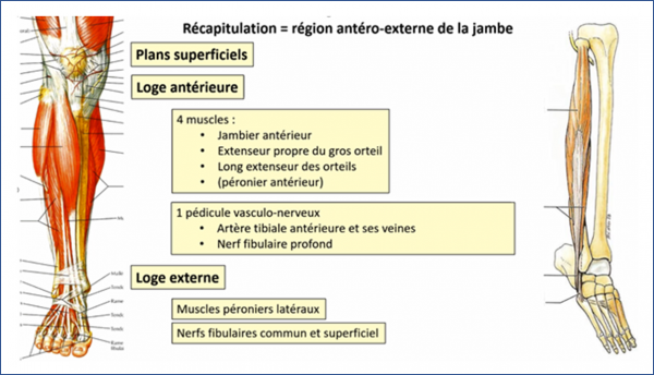 Jambe - Anatomie générale — PlaieXpertise - Base de connaissances