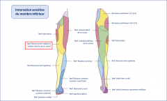 Dermatomes et sensibilité du membre inférieur — PlaieXpertise - Base de ...