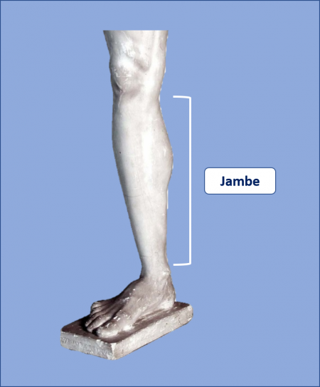Jambe - Anatomie générale — PlaieXpertise - Base de connaissances