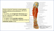 Jambe - Anatomie générale — PlaieXpertise - Base de connaissances