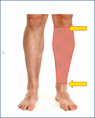 Jambe - Anatomie générale — PlaieXpertise - Base de connaissances