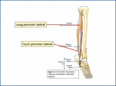 Jambe - Anatomie générale — PlaieXpertise - Base de connaissances