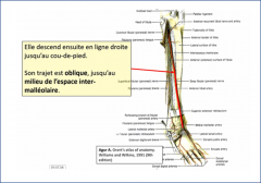 Jambe - Anatomie générale — PlaieXpertise - Base de connaissances