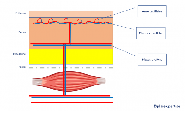 Vascularisation cutanée — PlaieXpertise - Base de connaissances