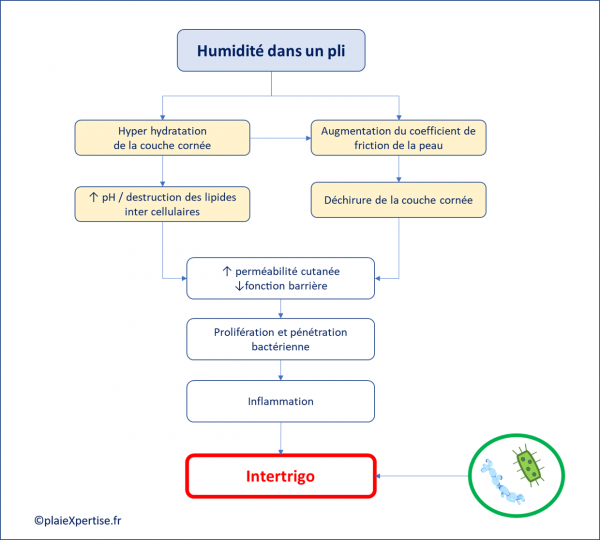 Intertrigos — PlaieXpertise - Base de connaissances
