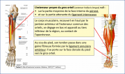 Jambe - Anatomie générale — PlaieXpertise - Base de connaissances