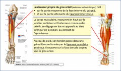 Jambe - Anatomie générale — PlaieXpertise - Base de connaissances