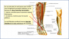 Jambe - Anatomie générale — PlaieXpertise - Base de connaissances