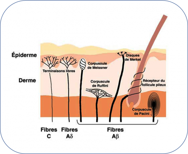 Innervation cutanée — PlaieXpertise - Base de connaissances