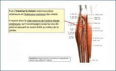 Jambe - Anatomie générale — PlaieXpertise - Base de connaissances