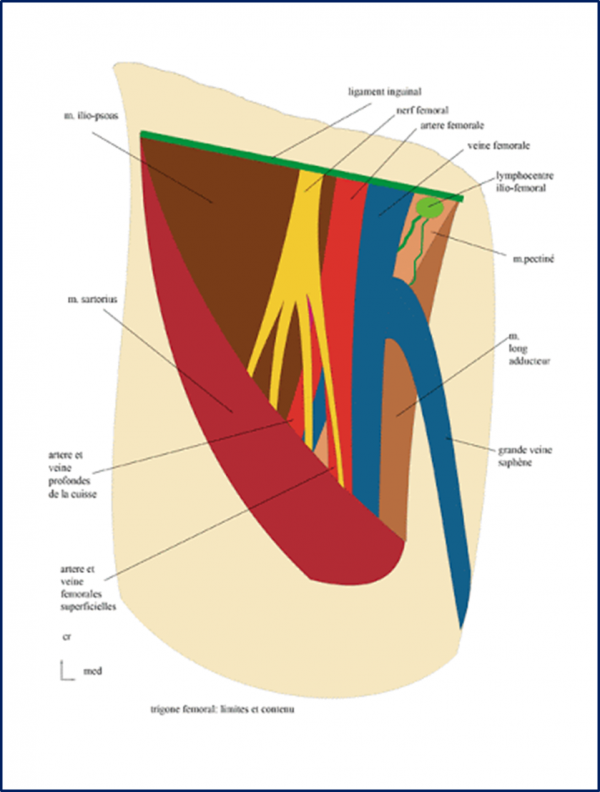 Trigone fémoral — PlaieXpertise - Base de connaissances