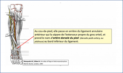 Jambe - Anatomie générale — PlaieXpertise - Base de connaissances
