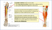 Jambe - Anatomie générale — PlaieXpertise - Base de connaissances