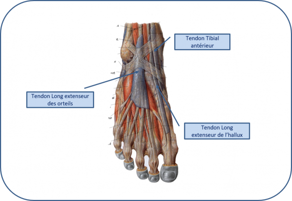 Tendon long extenseur des orteils — PlaieXpertise - Base de connaissances