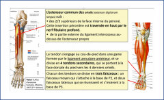 Jambe - Anatomie générale — PlaieXpertise - Base de connaissances
