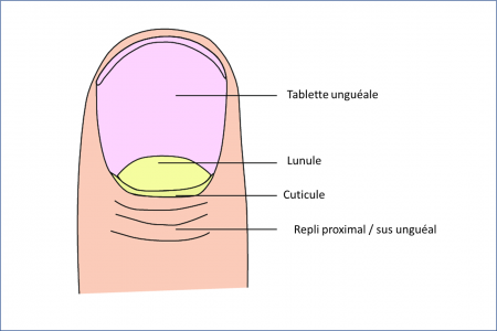 Ongle - Anatomie — PlaieXpertise - Base de connaissances