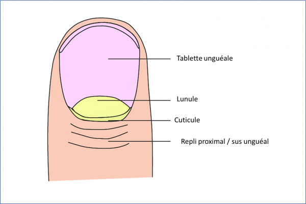 Ongle - Anatomie — PlaieXpertise - Base de connaissances