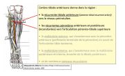Jambe - Anatomie générale — PlaieXpertise - Base de connaissances