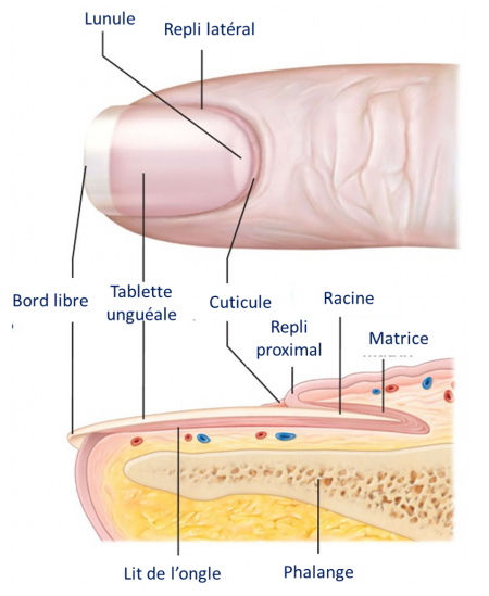 Ongle - Anatomie — PlaieXpertise - Base de connaissances