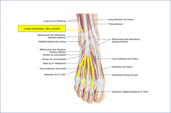 Tendon long extenseur des orteils — PlaieXpertise - Base de connaissances